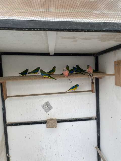 Tourquoise and bourkes | Birds | Gumtree Australia Nowra-Bomaderry ...