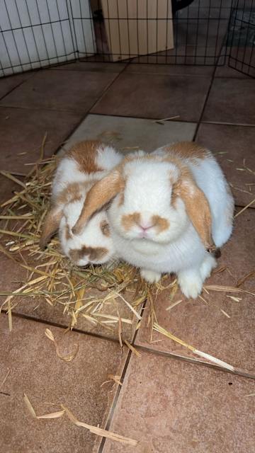 2x bonded pair bunnies | Rabbits | Gumtree Australia Kwinana Area ...