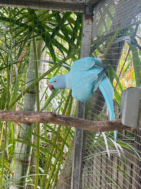 Indian Ringneck Blue opaline split cleartail cock | Birds | Gumtree Australia Pine Rivers Area ...