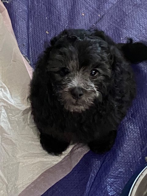 Toy Poodle x | Dogs & Puppies | Gumtree Australia Inner Sydney - Sydney ...