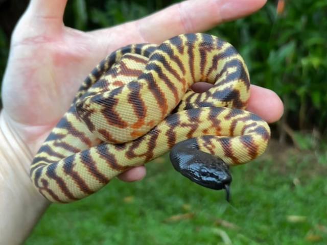 Black Headed Python Hatchlings | Reptiles & Amphibians | Gumtree ...