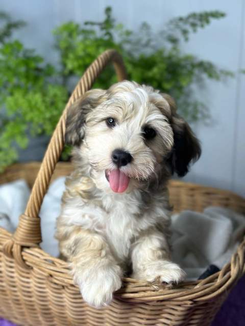 Purebred Havanese puppy | Dogs & Puppies | Gumtree Australia Pine ...
