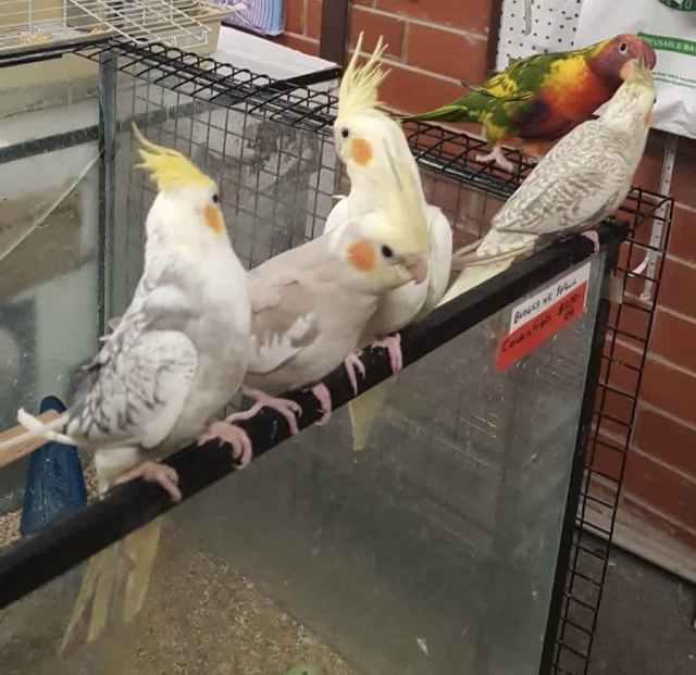 Hand raised cockatiels .. | Birds | Gumtree Australia Wyndham Area ...