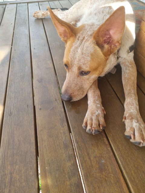 Stumpy Tail Cattle Dog | Dogs & Puppies | Gumtree Australia Townsville ...