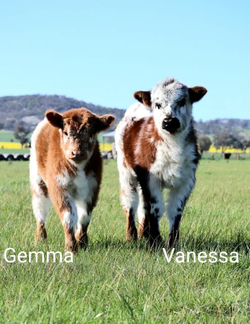 Highland cross miniature galloway & highland cross speckle park heifer ...