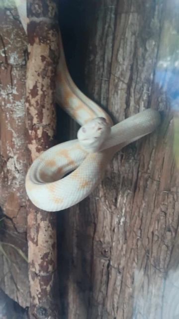 Albino Darwin Python and enclosure | Reptiles & Amphibians | Gumtree ...