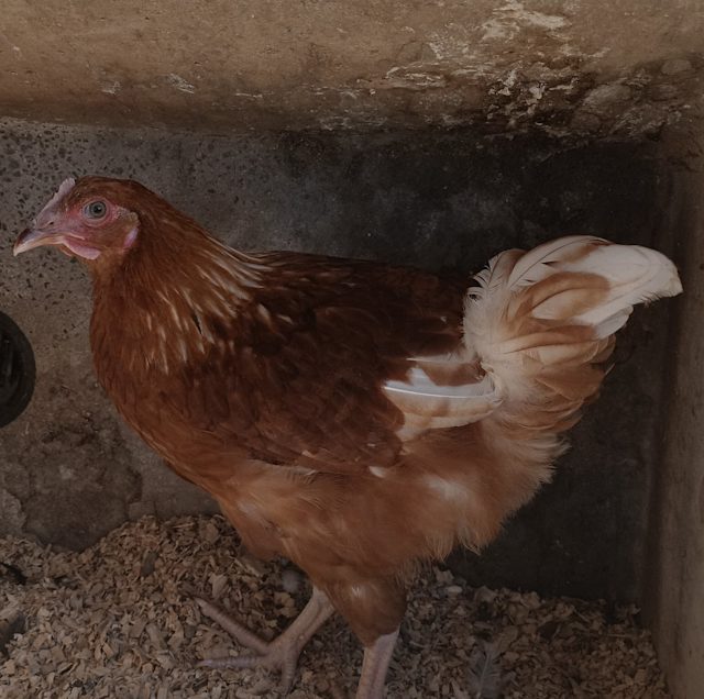 Hyline Brown Hens - 16 weeks old | Livestock | Gumtree Australia Golden ...
