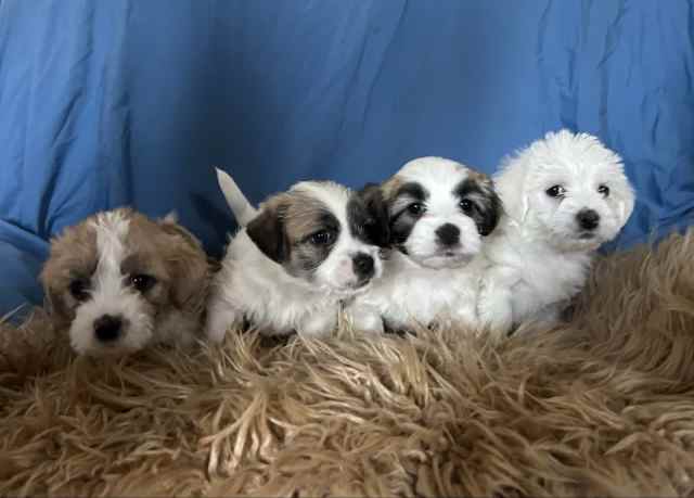 FOR SALE: Maltese x Foxie (Moxie) puppies | Dogs & Puppies | Gumtree ...