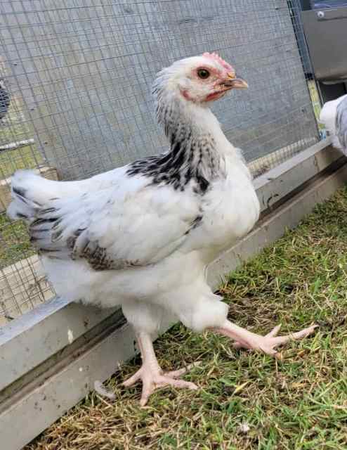 Chicks, Chickens and POL Hens from $22 | Livestock | Gumtree Australia ...