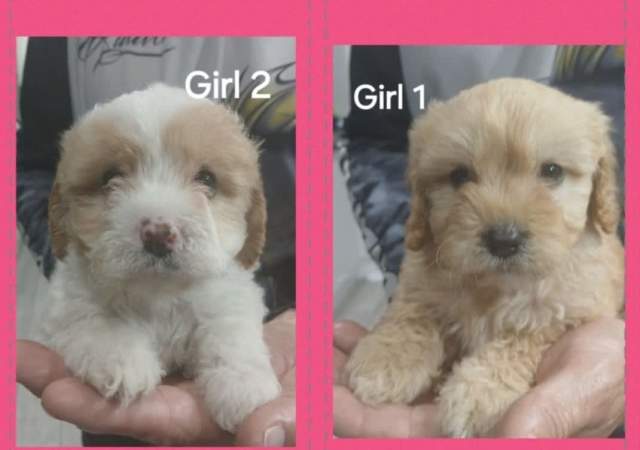 tiny toy cavoodles first generation | Dogs & Puppies | Gumtree ...