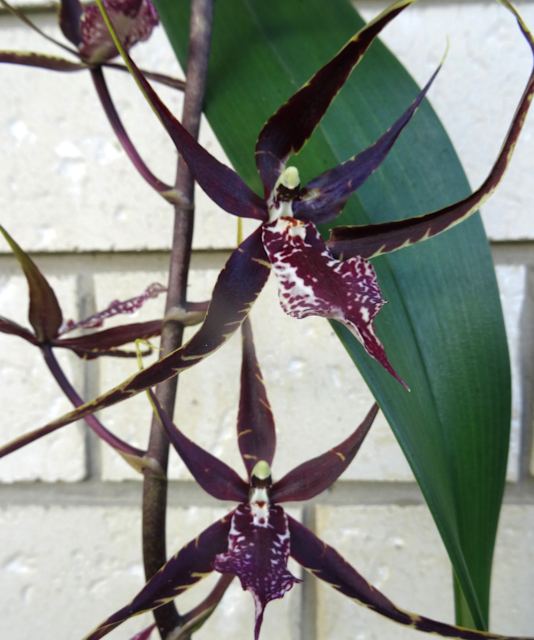Flowering Degarmoara Pinot Princess Scary. Orchid Plant. - Plants in ...