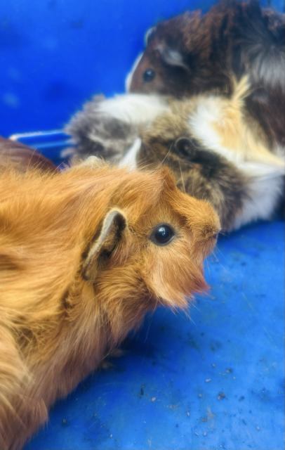 Gorgeous Guinea Pigs | Other Pets | Gumtree Australia Wollondilly Area ...