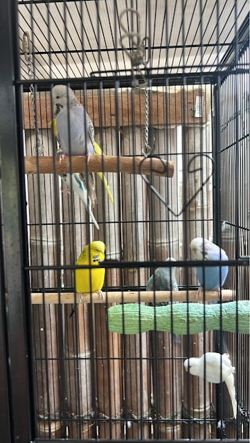 Healthy Beautiful budgies | Birds | Gumtree Australia Frankston Area ...