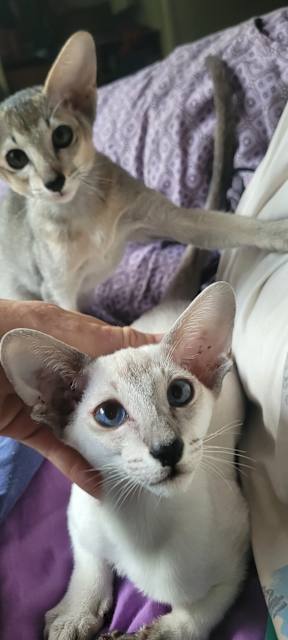 Smokey (oriental) and Bandit (siamese) kittens are ready for family ...