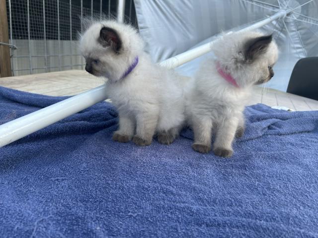 Pure breed ragdoll kittens | Cats & Kittens | Gumtree Australia ...