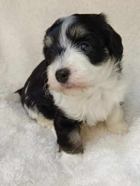 Purebred Havanese puppies | Dogs & Puppies | Gumtree Australia Brisbane ...