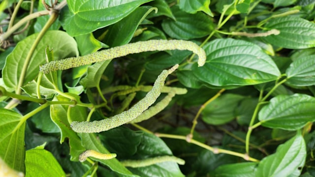 Fresh Daka Mustard Stick - Plants in Manoora QLD | Gumtree Australia