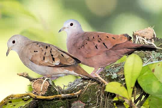 Peaceful Doves Ruddy Ground Doves Painted Finches Cuban Finches | Birds ...