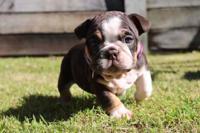 PUREBRED AUSTRALIAN BULLDOG PUPPIES FOR SALE | Dogs & Puppies | Gumtree ...