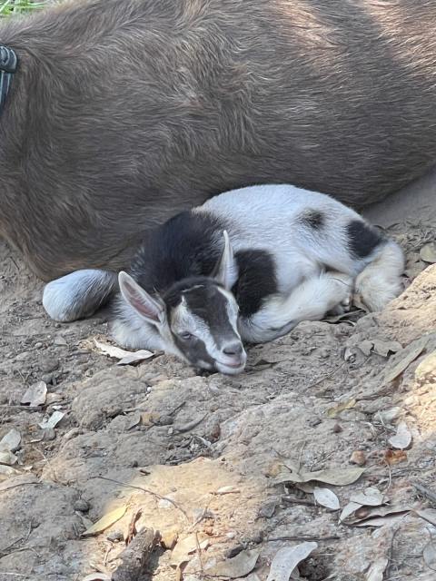 3 baby wethered goats for sale | Livestock | Gumtree Australia ...