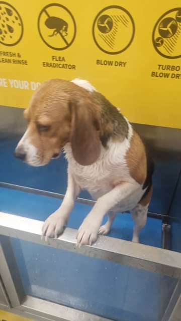 Pure bread Trio Beagle | Dogs & Puppies | Gumtree Australia Kwinana ...