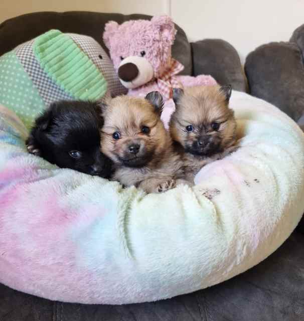 purebred tiny toy size pomeranian puppies | Dogs & Puppies | Gumtree ...