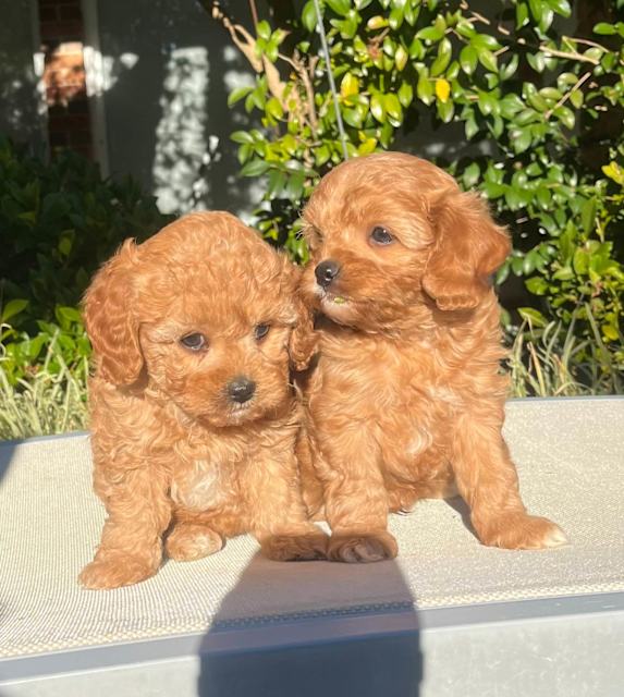 Toy Cavoodle puppies DNA clear | Dogs & Puppies | Gumtree Australia ...