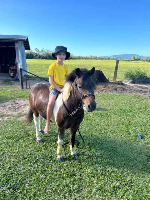 Gelding Pony | Horses & Ponies | Gumtree Australia Hinchinbrook Area ...