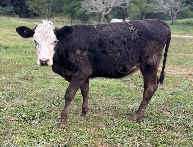 Weaned Hereford Heifer calf | Livestock | Gumtree Australia Gympie Area ...