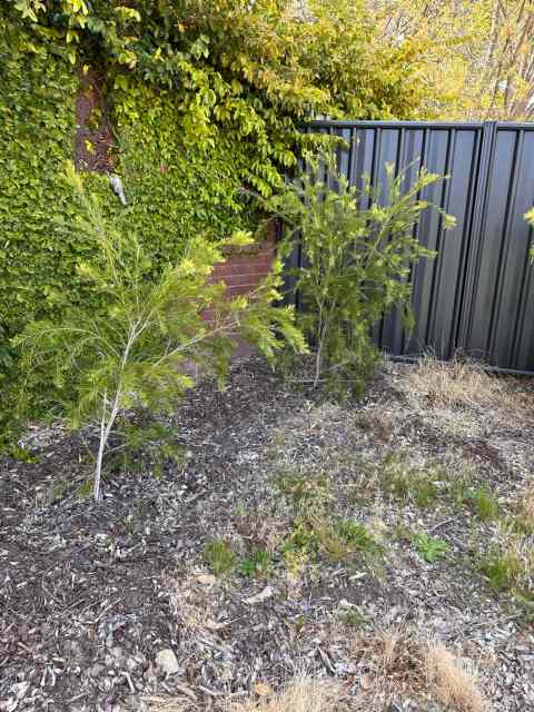 Native Plants - Plants in Canberra City ACT | Gumtree Australia