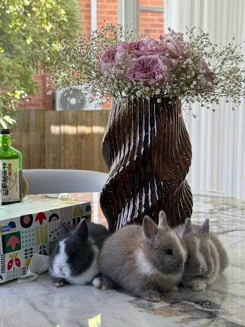 Netherland Dwarf Babies Family Friendly | Rabbits | Gumtree Australia ...