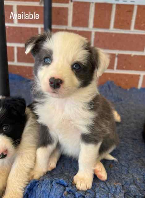 Border Collie Puppies - Ready this weekend - both sold pending pick up ...