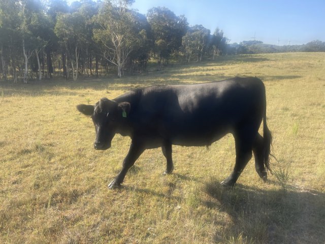 Black Angus Cattle | Livestock | Gumtree Australia Upper Lachlan ...