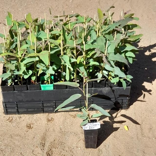 lemon scented gum seedlings tubes - Plants in Mannum SA | Gumtree Australia