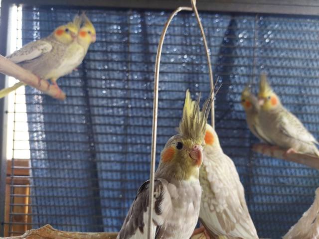 Baby weiros | Birds | Gumtree Australia Rockingham Area - Golden Bay ...