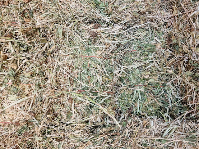 Lablab & Grass mix Hay - Miscellaneous Goods in QLD | Gumtree Australia