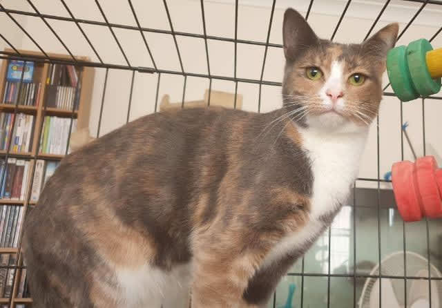 Mixie and Pixie - Soft, Sweet girls - Female Domestic Short Hair | Cats ...