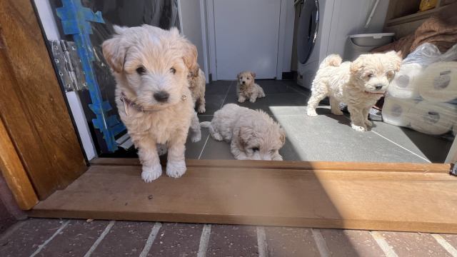 Puppies, japoodle puppies | Dogs & Puppies | Gumtree Australia ...