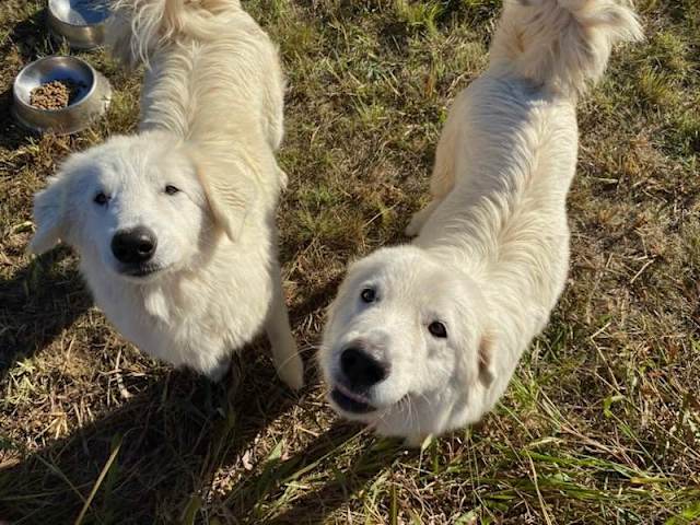Maremma dogs 2yr old | Dogs & Puppies | Gumtree Australia Coffs Harbour ...