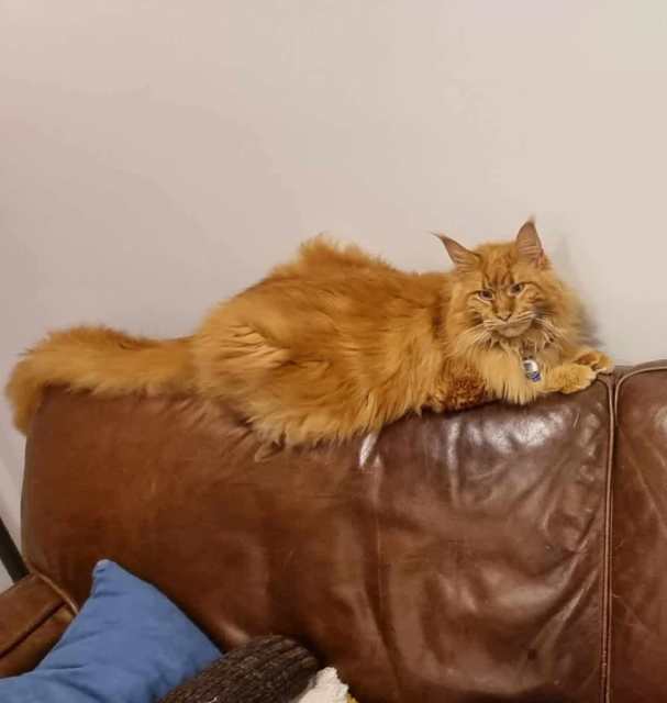 Large Male Ginger Maine Coon (5 yrs Old)- Free to a good home | Cats ...
