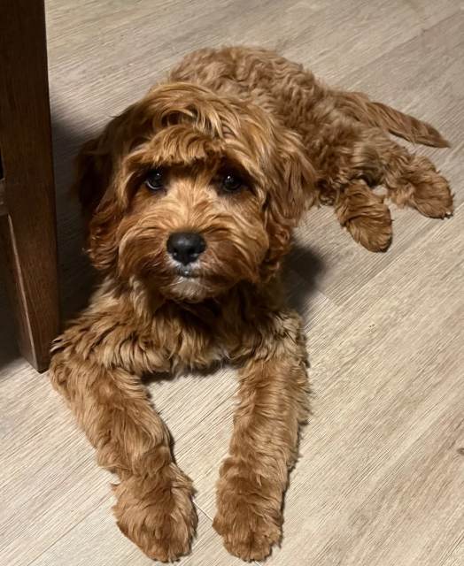 Cavoodle puppy( toy,first generation) | Dogs & Puppies | Gumtree ...