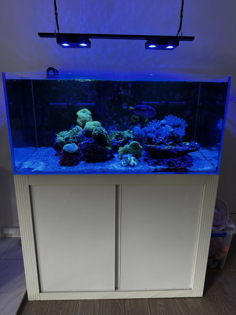 Aquarium - Cade 1200 | Fish | Gumtree Australia Kogarah Area - South ...