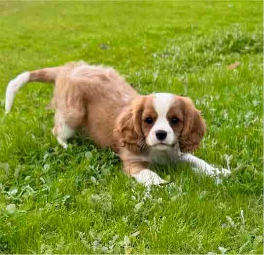 Purebred 🐶Cavalier King Charles Puppies 🐶DNA clear | Dogs & Puppies ...