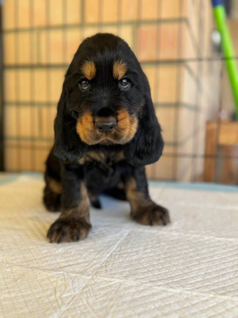 ANKC Pedigree English Cocker Spaniels 3 left | Dogs & Puppies | Gumtree ...