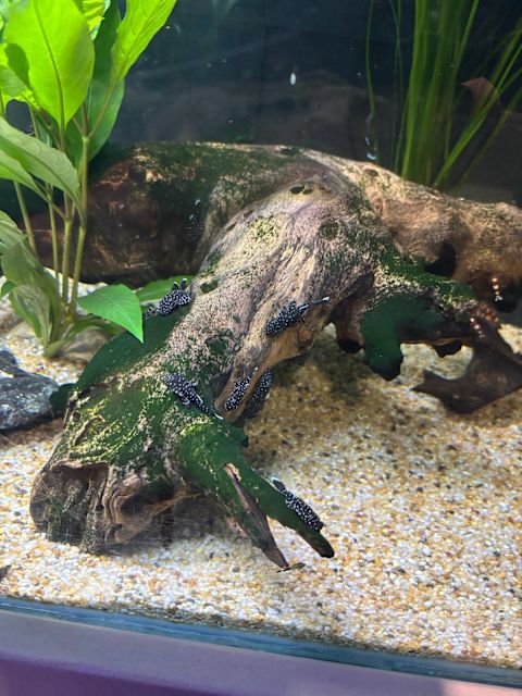 Peppermint bristlenose nose catfish | Fish | Gumtree Australia ...
