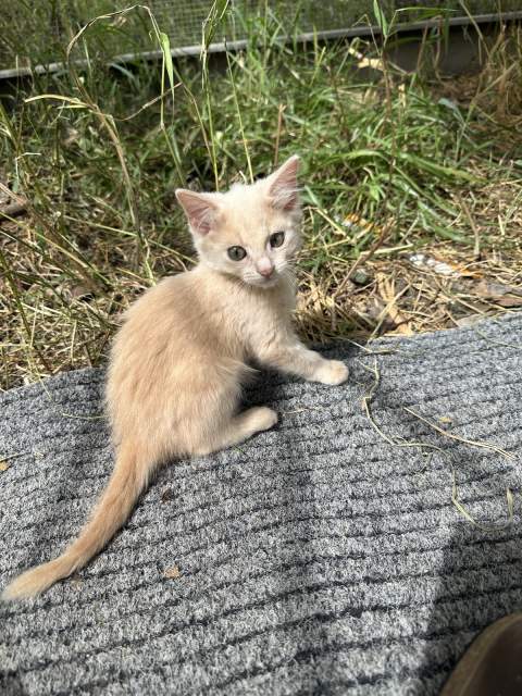 Kittens ready for pick up ! | Cats & Kittens | Gumtree Australia Logan ...