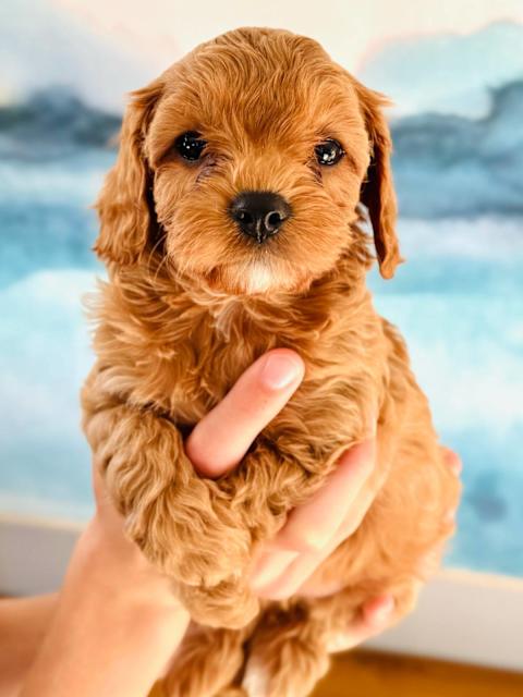 7 Red Cavoodle Puppies - Two sold! 6 weeks old | Dogs & Puppies ...