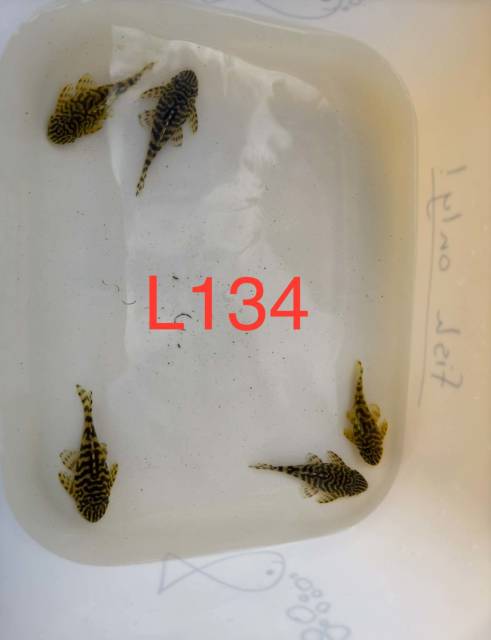 ***L number pleco sale*** l134, l333, Orange spot BN, Peppermint BN ...