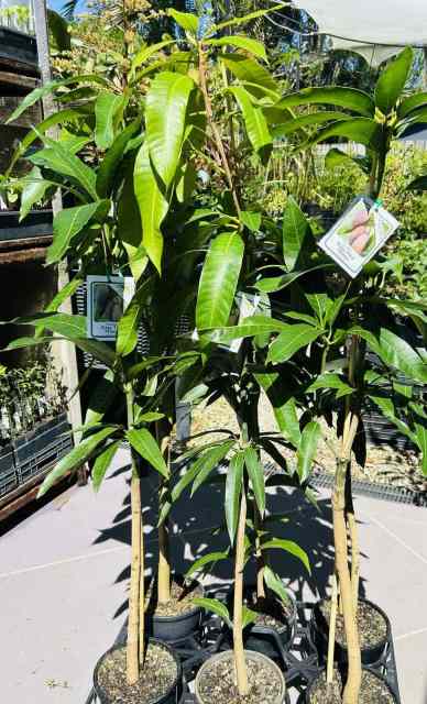 🥭 MANGO KING THAI DWARF GRAFTED 🥭 - Plants in Inala QLD | Gumtree Australia