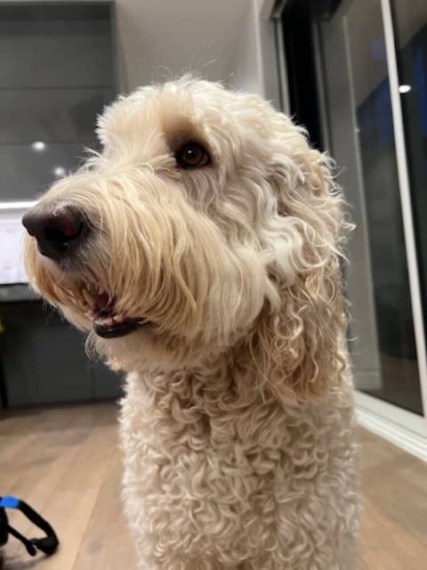 SEEKING OLDER TRAINED DOG | Dogs & Puppies | Gumtree Australia West ...